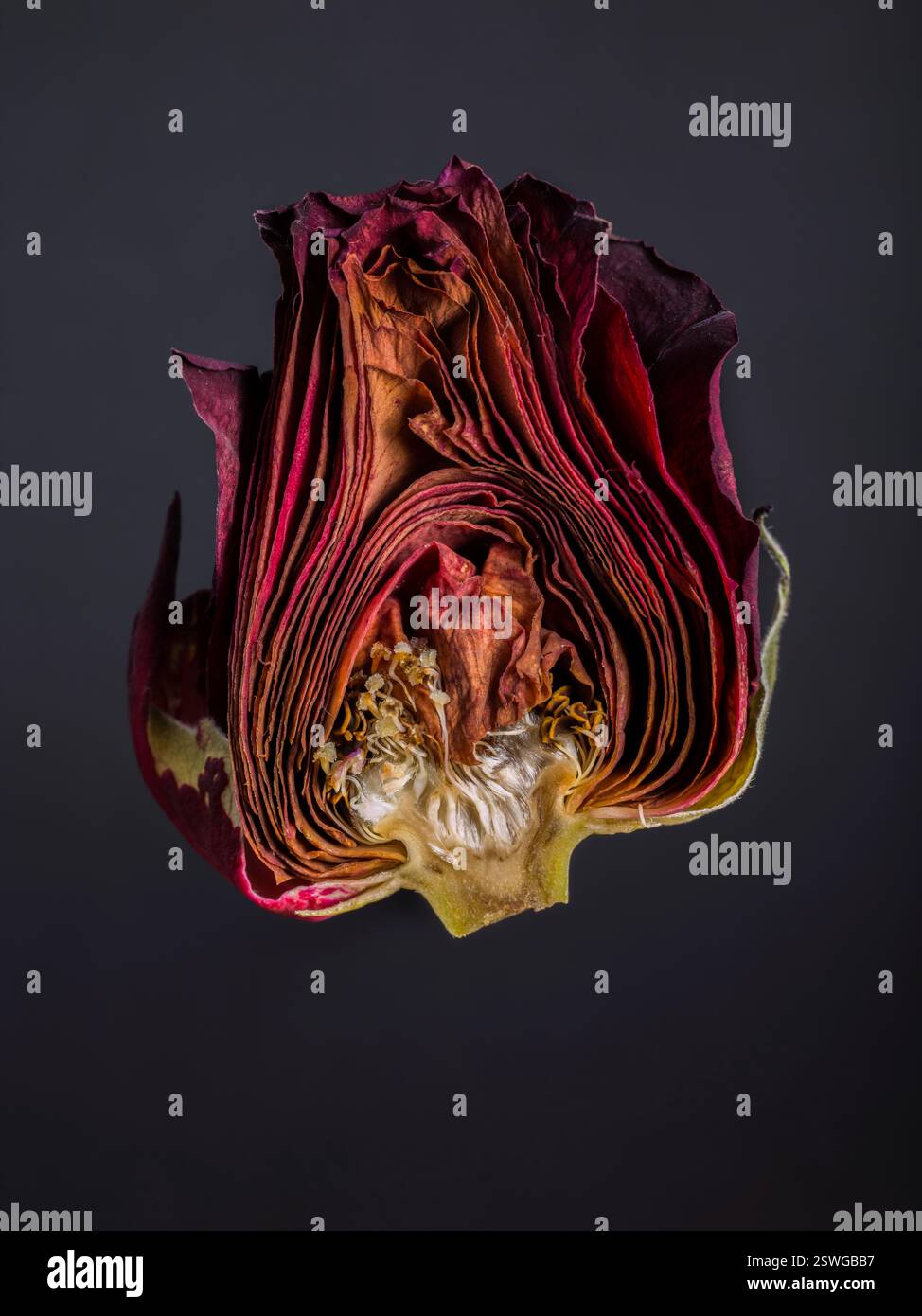 Half a withered rose Stock Photo - Alamy