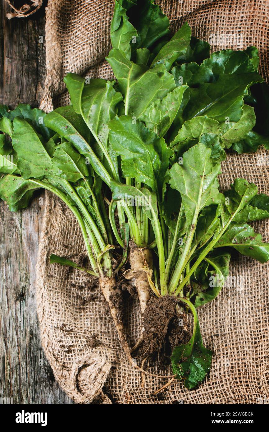Bunch of young sugar beet roots with soil and haulm over sacking. Top ...
