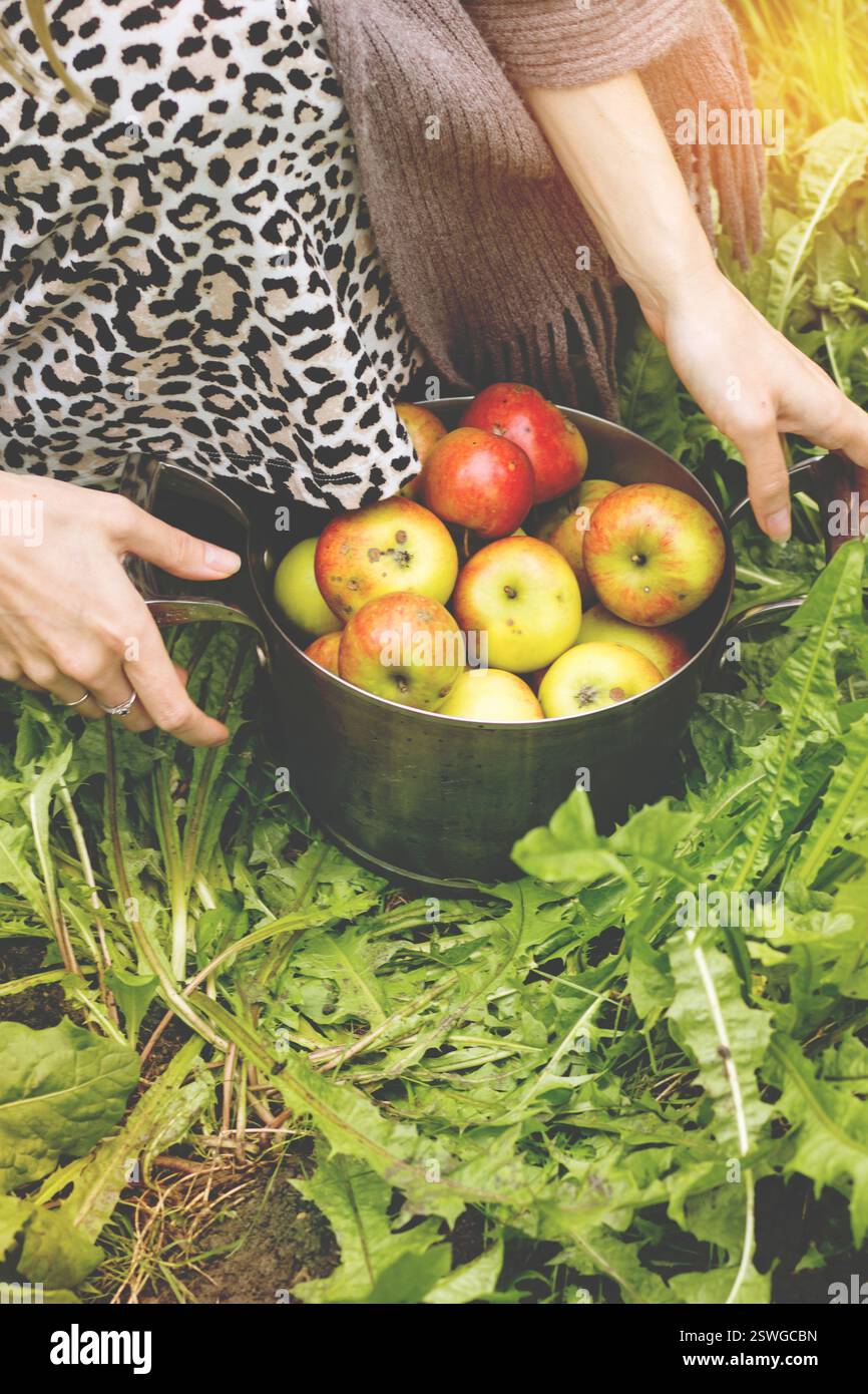 Pan of apples Stock Photo - Alamy
