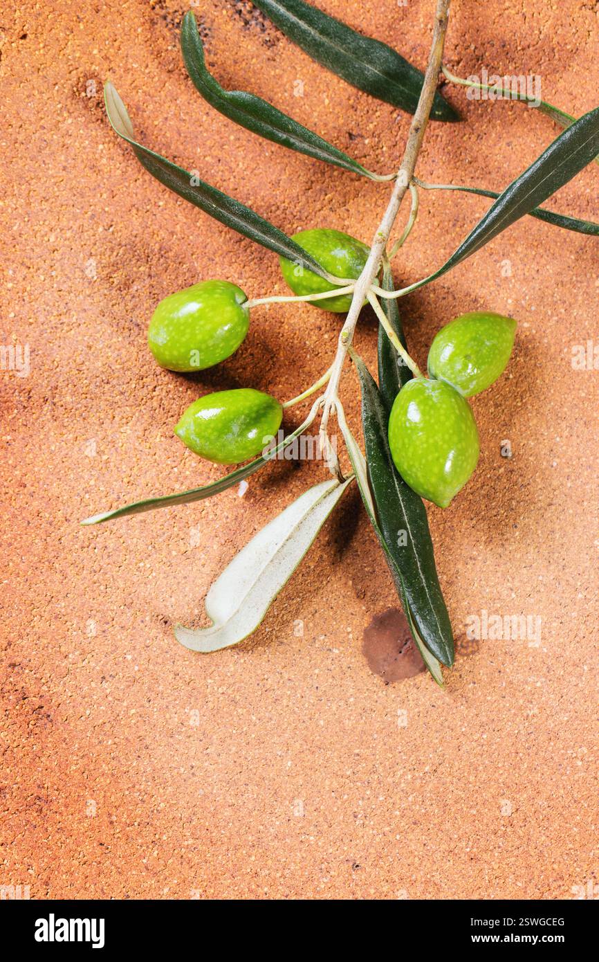 Green olive branch Stock Photo - Alamy