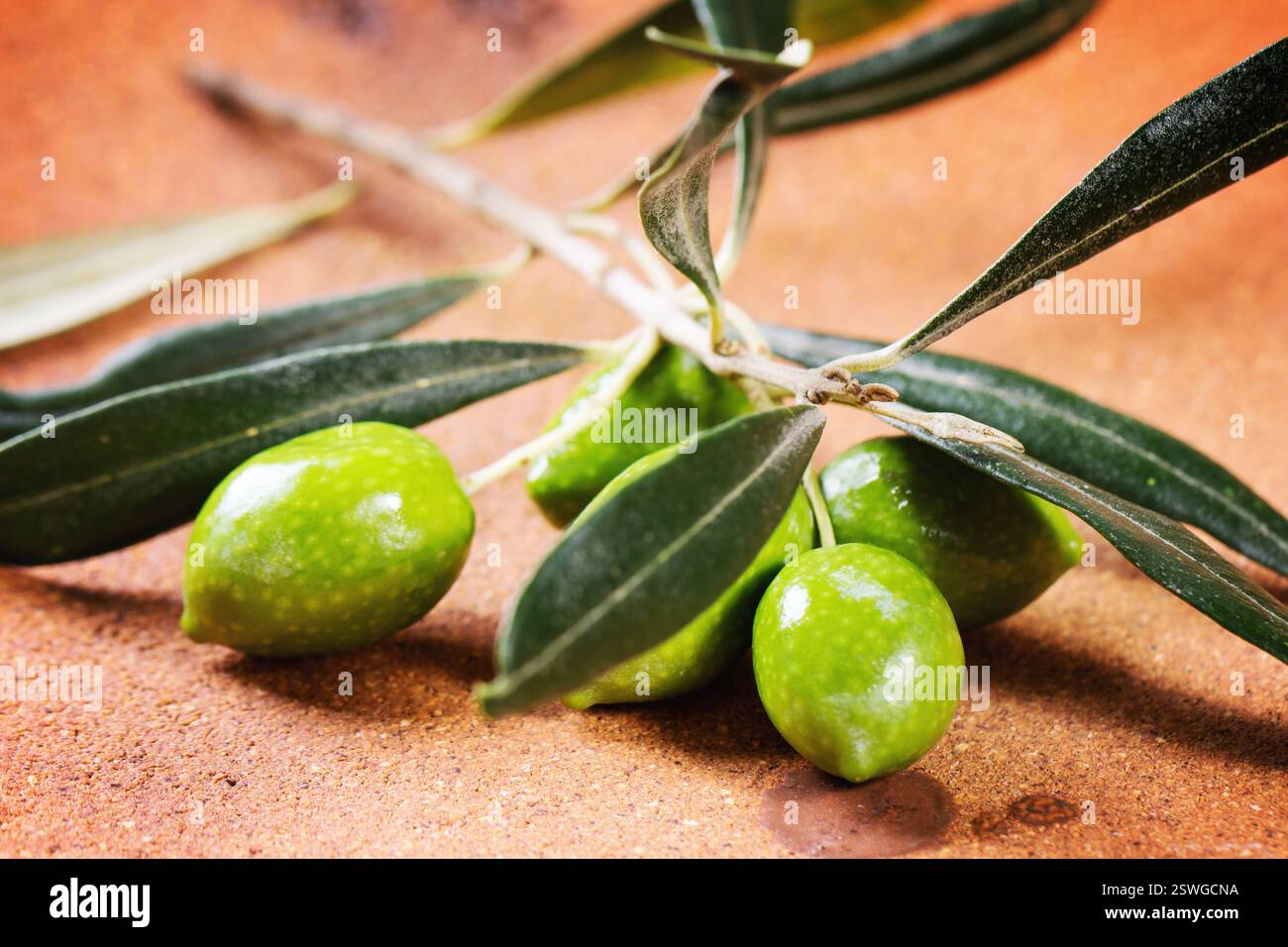 Green olive branch Stock Photo - Alamy