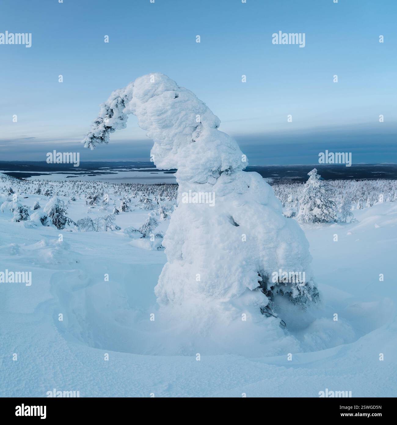 Magical bizarre silhouettes of trees are plastered with snow. Arctic ...
