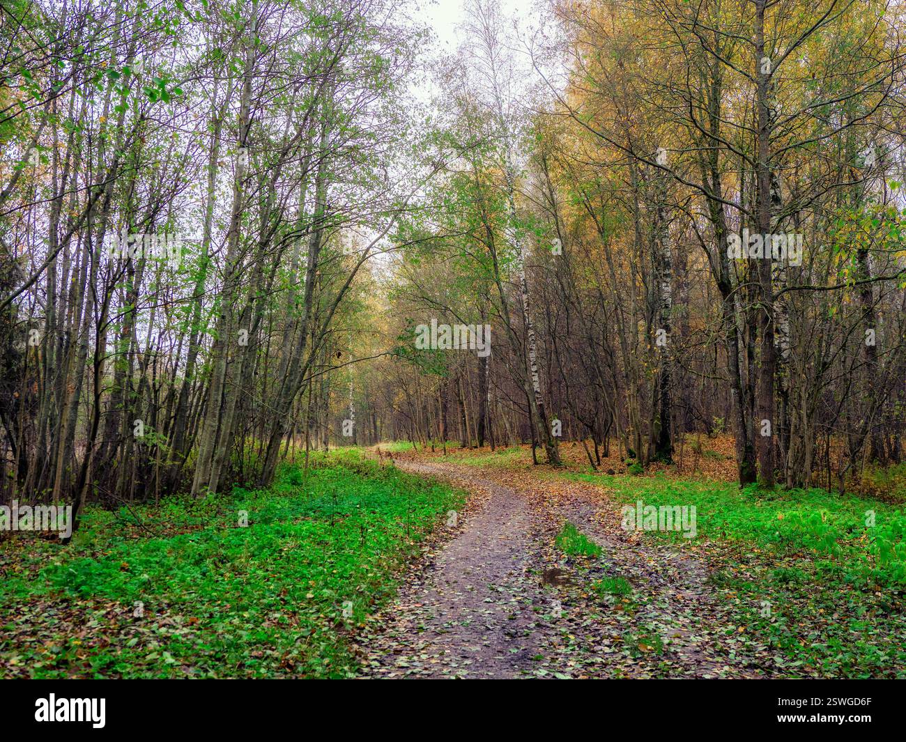 Lane going through spring misty forest Stock Photo - Alamy