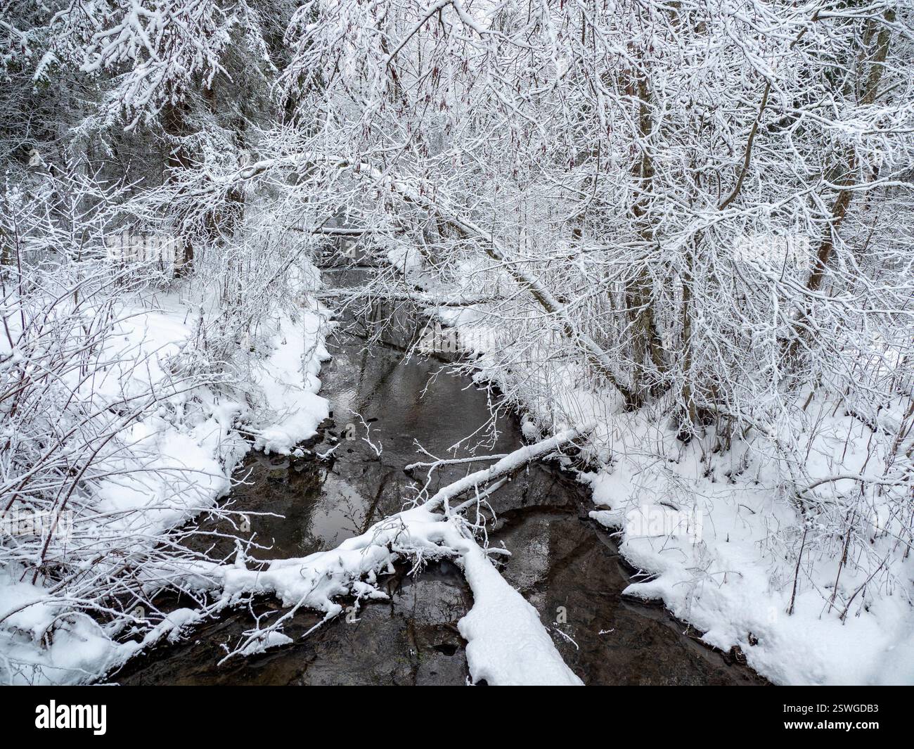 Winter deep forest with a narrow river. The power of wild majestic ...