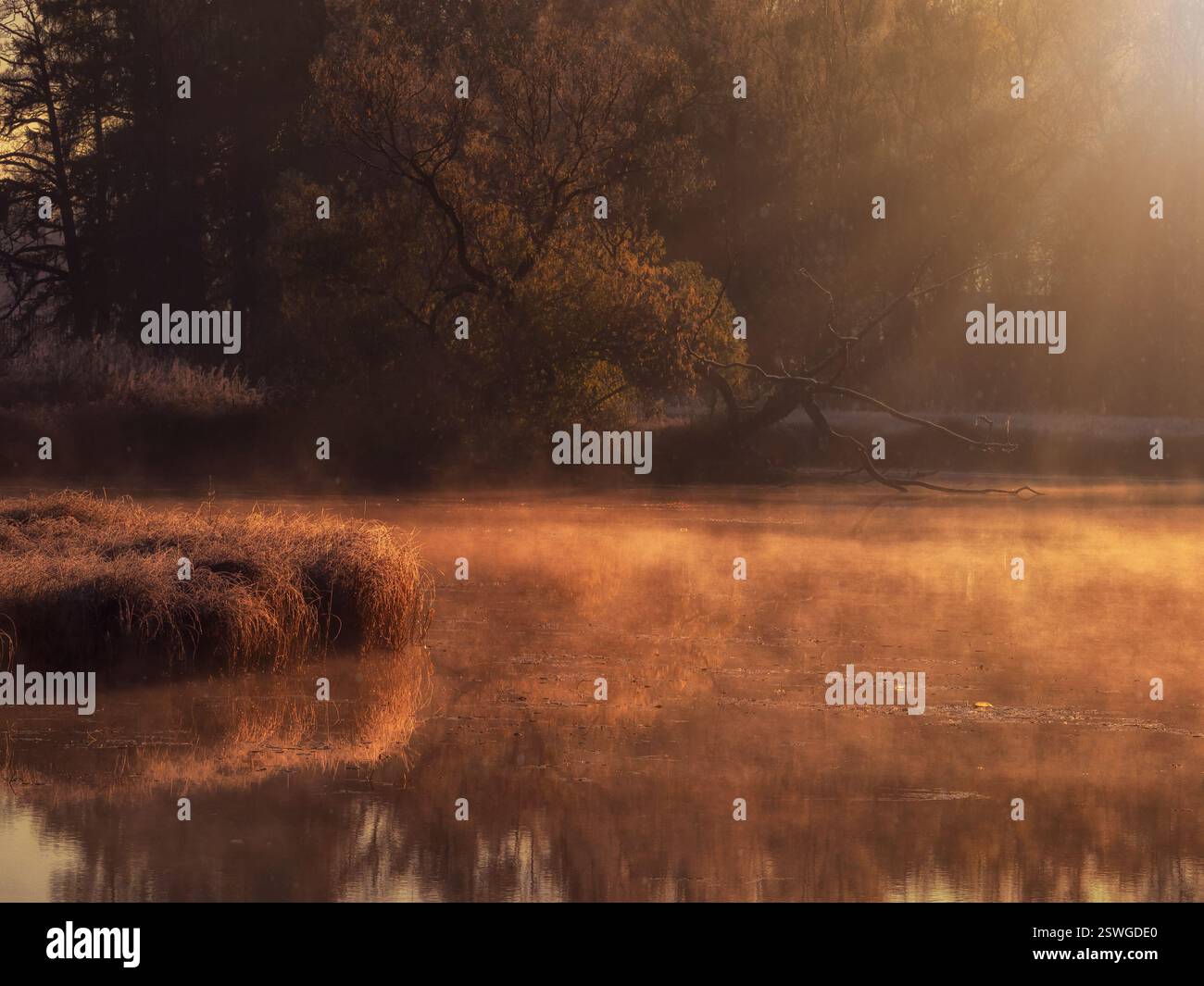 Sunny dawn on a foggy swamp. Evening sun rays on the dry grass growing ...