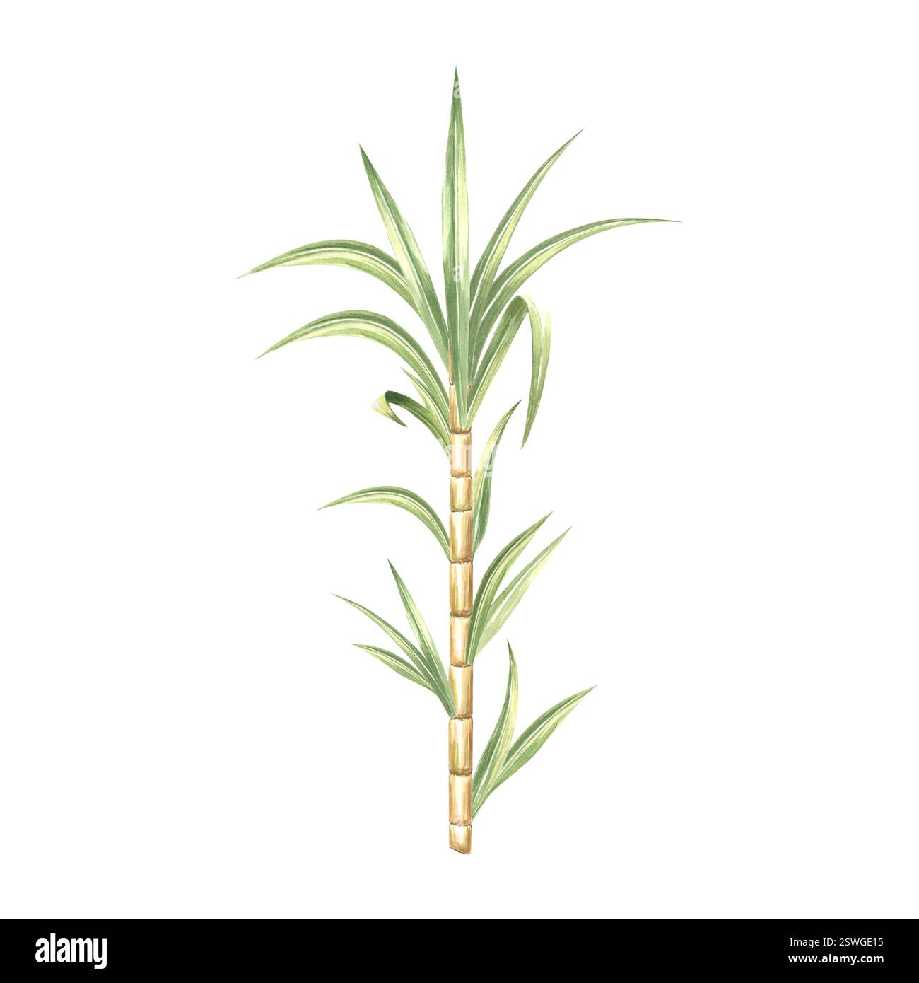 Sugar cane harvest india Cut Out Stock Images & Pictures - Alamy