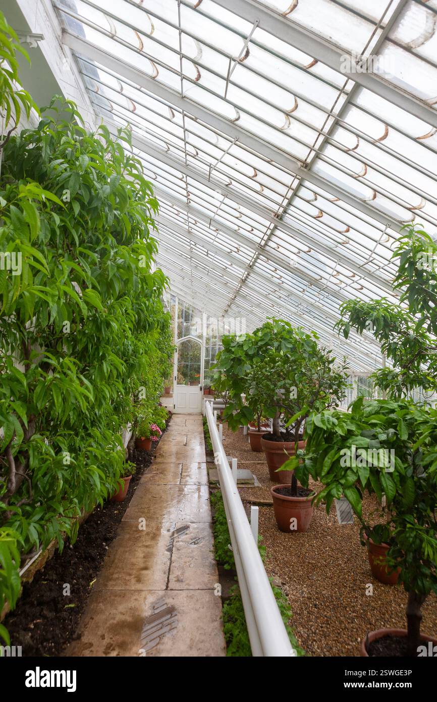Interior of the restored Victorian greenhouse in the Kitchen garden ...
