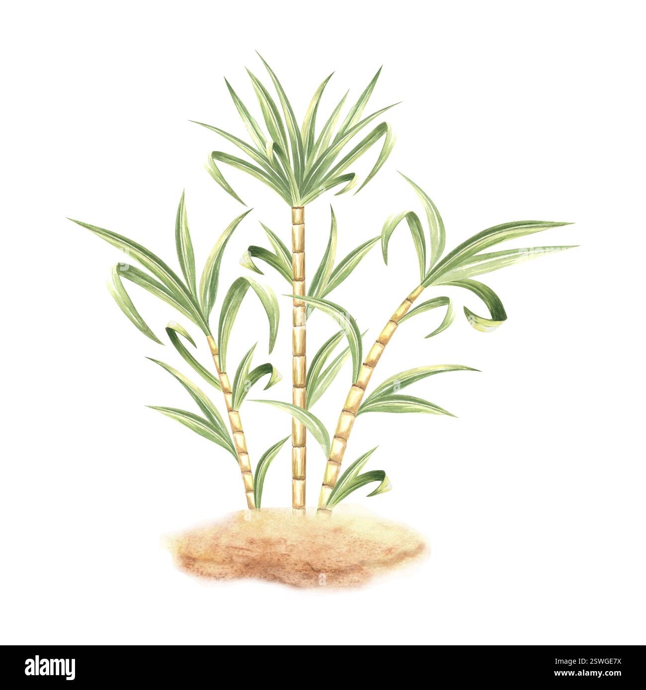Sugar cane with leaves on grond. Bamboo. Hand drawn watercolor ...