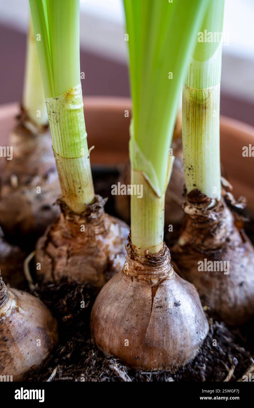 wild daffodil bulbs, Narcissus pseudonarcissus , Amaryllidaceae family ...