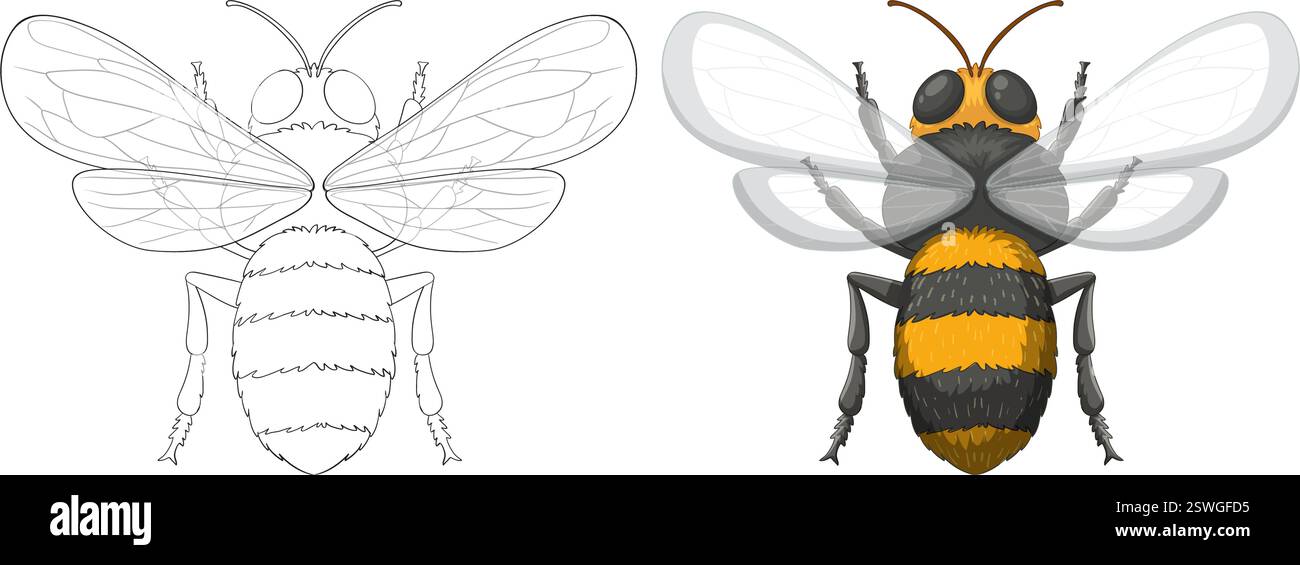 Detailed bee illustration with outline and color versions Stock Vector ...