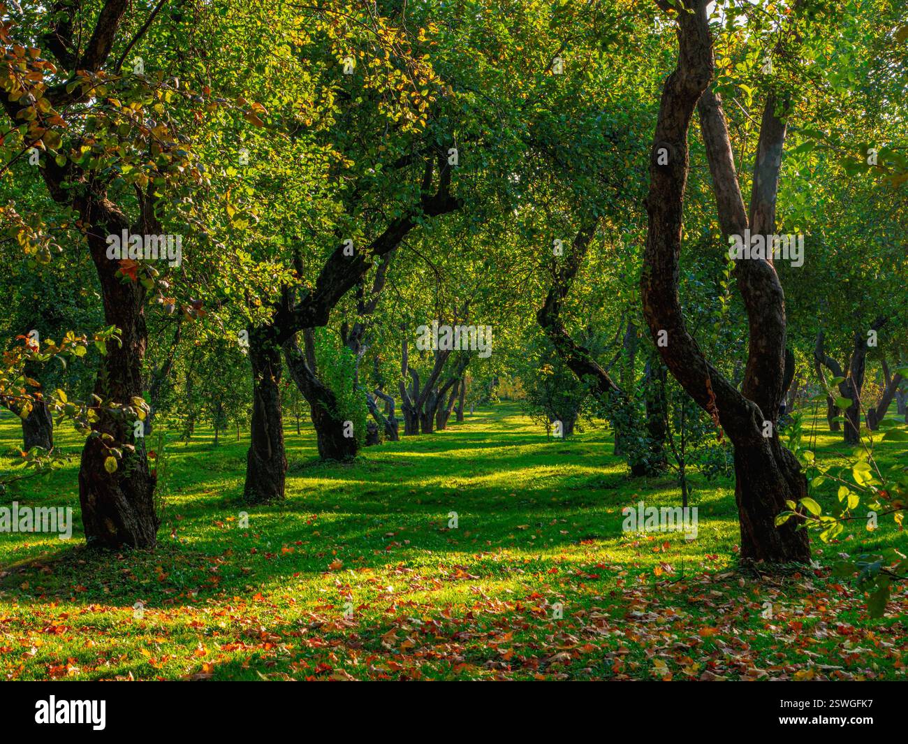 An old apple orchard, trees in a row on a green lawn Stock Photo - Alamy