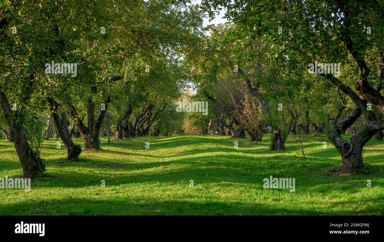Country green landscape. Fruit garden in summer. Green lawn with old ...