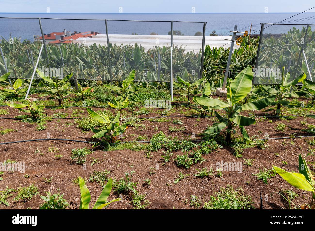 Lugar de Baixo, Portugal - June 11, 2024: Small banana trees on BAM ...