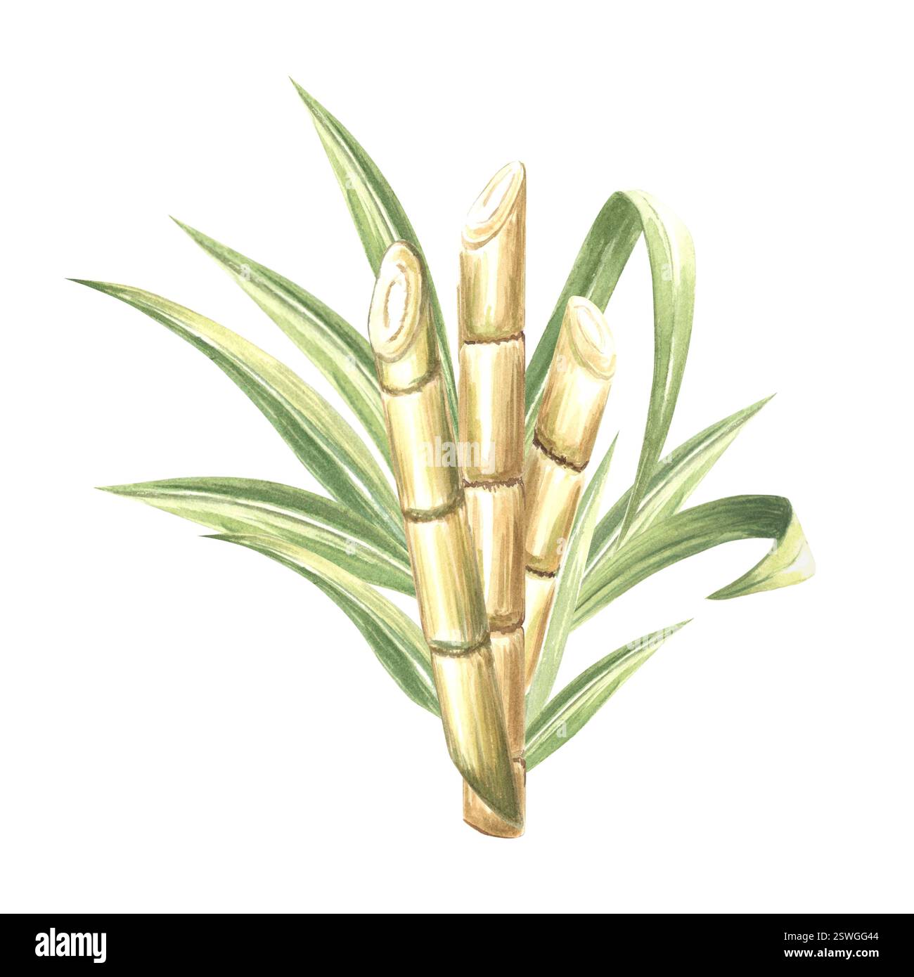 Cut sugar cane stalks with leaves. Bamboo. Hand drawn watercolor ...