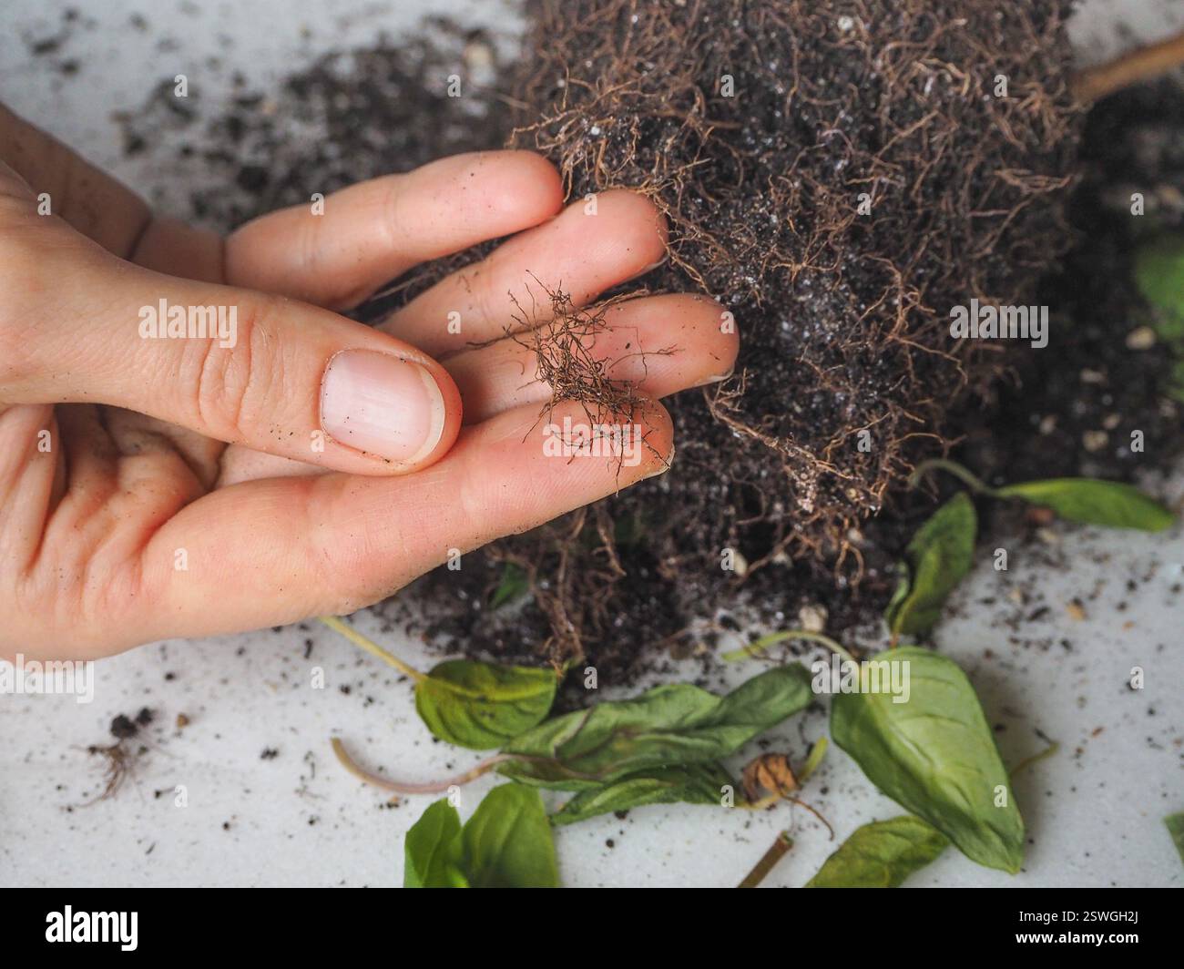 Diseases of plants. Limp leaves, rotting of the root system. Fuchsia ...