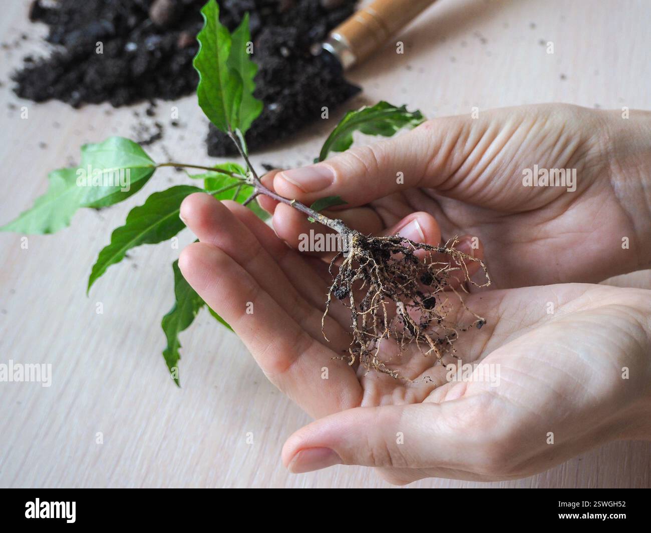 Healthy roots of a young plant ready for planting. Plant seedling for ...