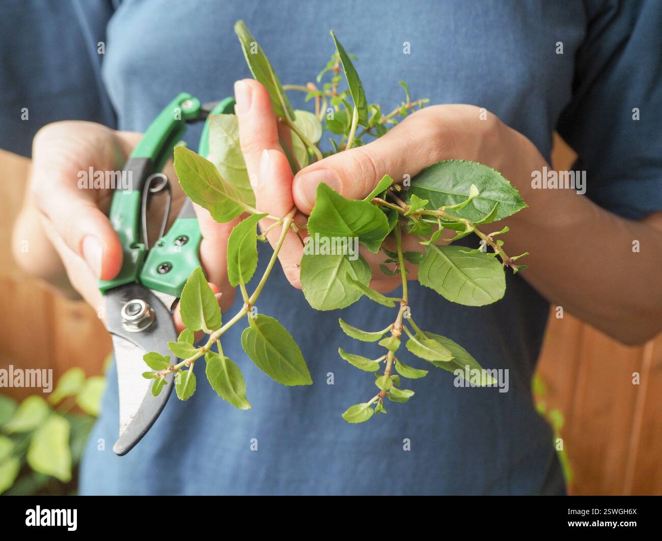 Seasonal pruning of plants. Secateurs and shoots of plants in the hands ...