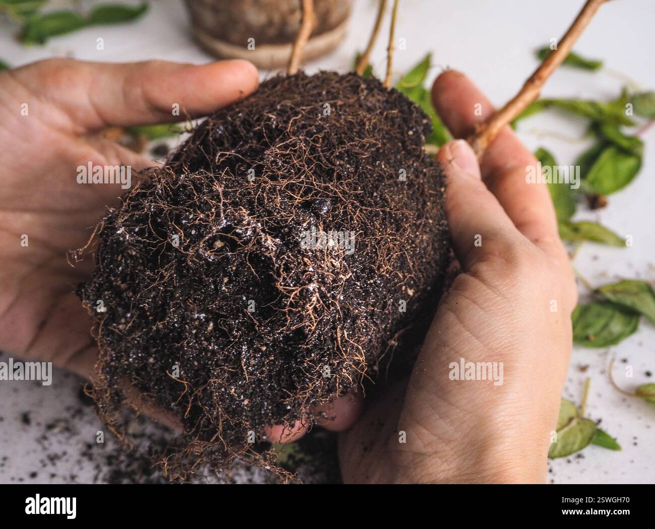 Diseases of plants. Limp leaves Stock Photo - Alamy
