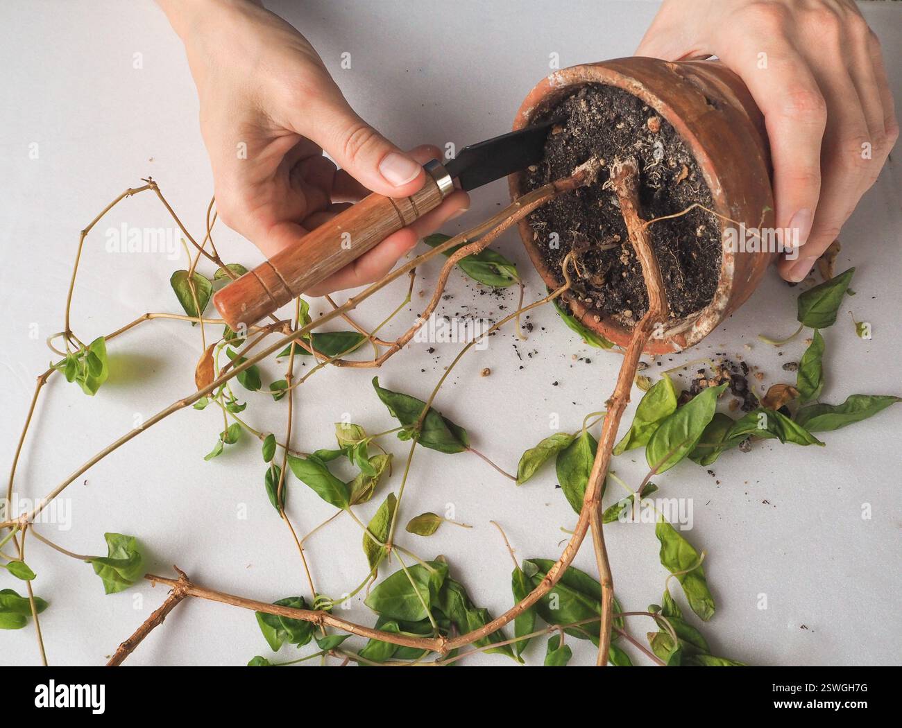 Diseases of plants. Limp leaves Stock Photo - Alamy