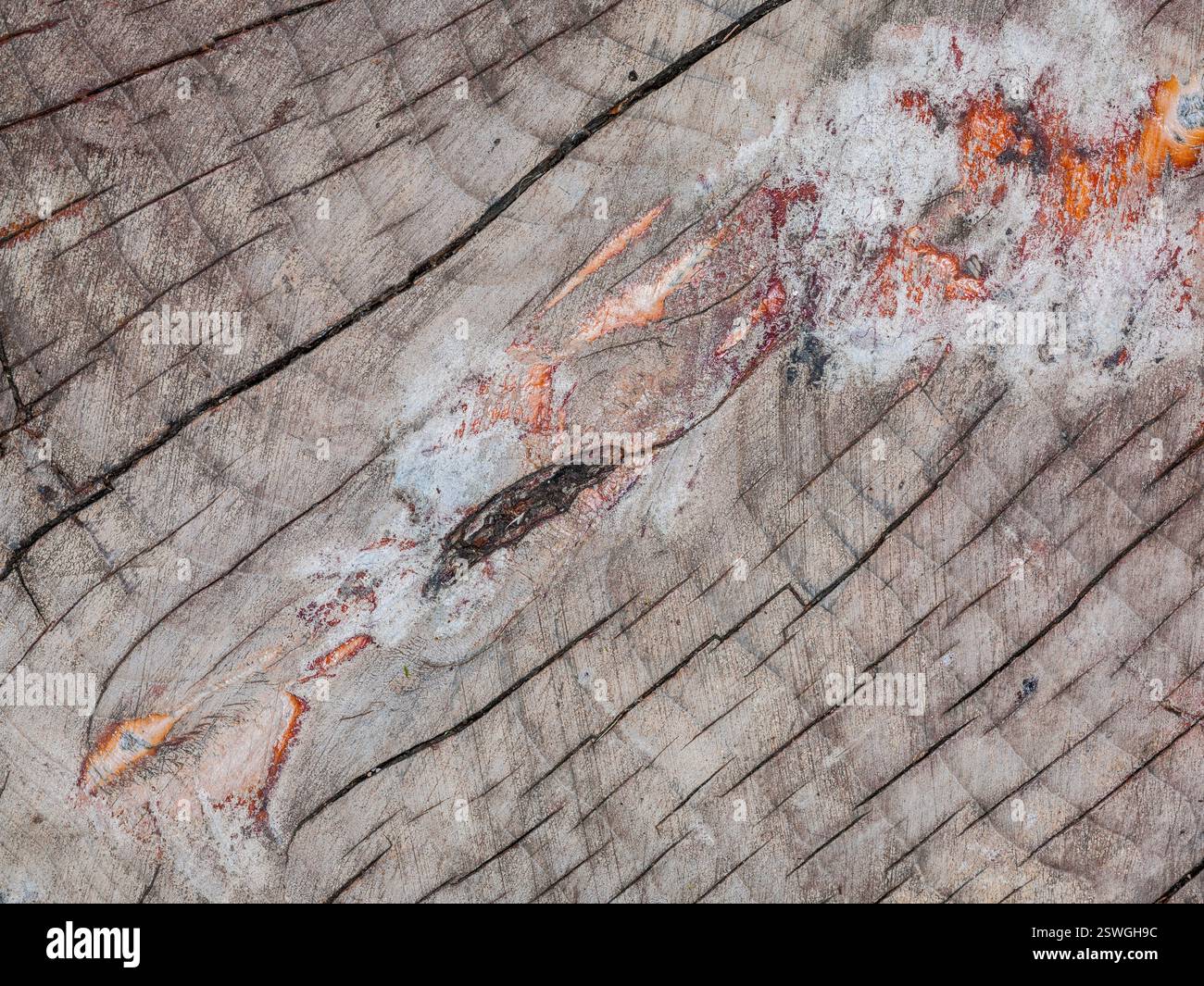 Tree stem cross section (detail Stock Photo - Alamy