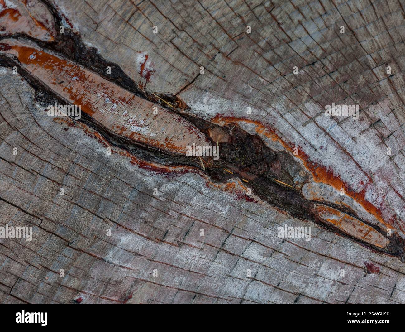 Tree stem cross section (detail Stock Photo - Alamy