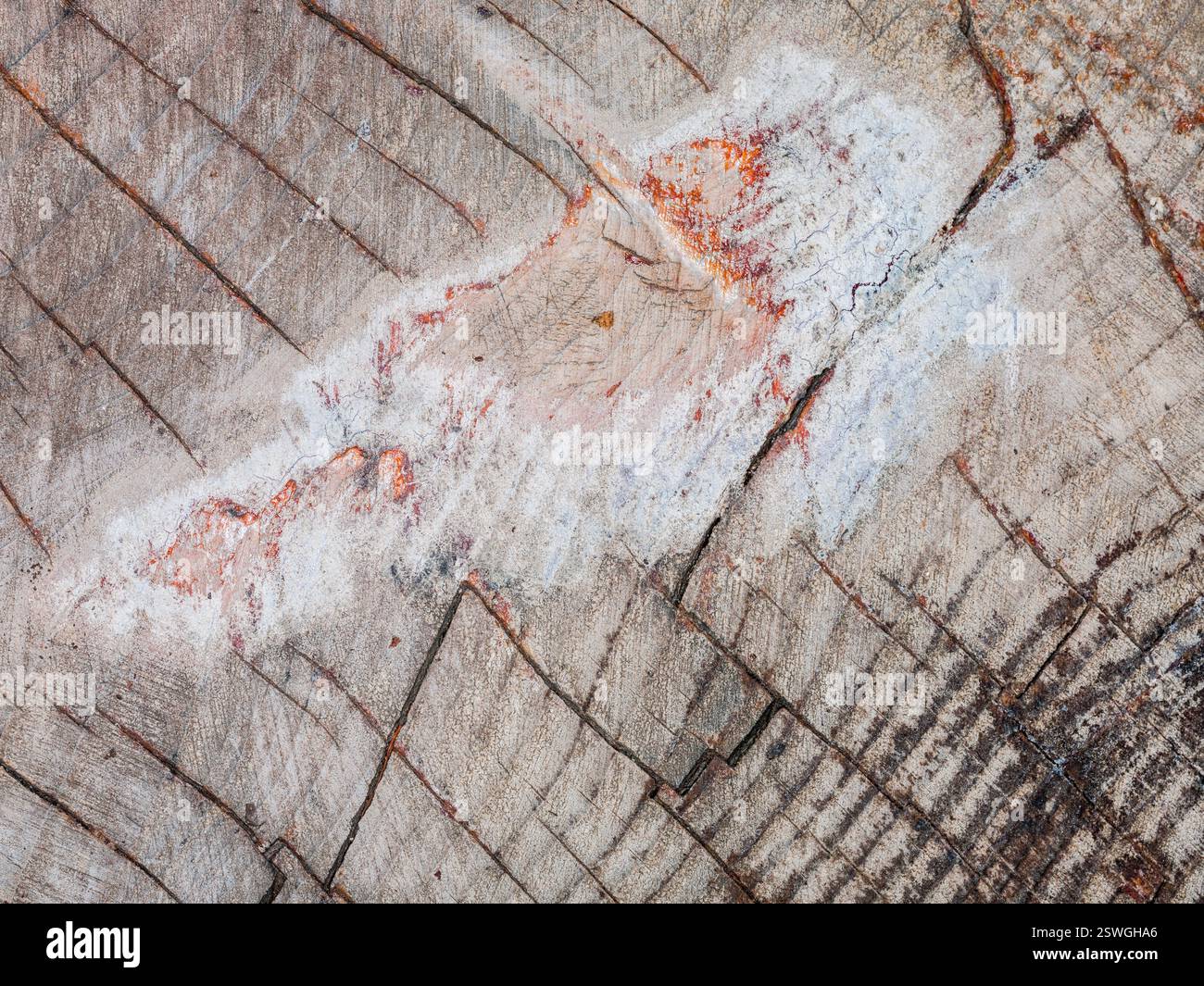 Tree stem cross section (detail Stock Photo - Alamy