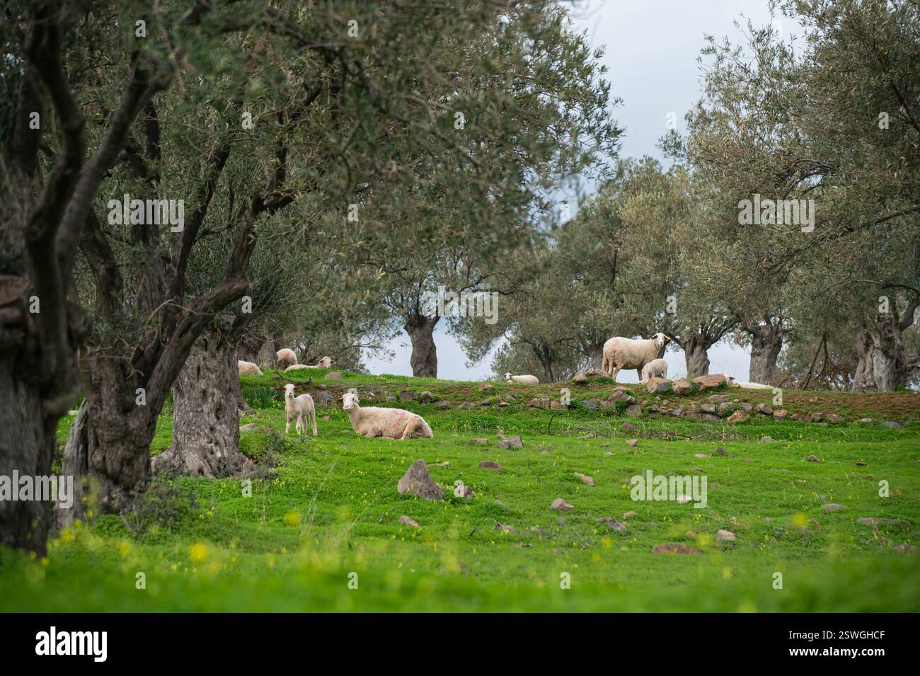 A flock of sheep resting on a lawn among olive trees Stock Photo - Alamy