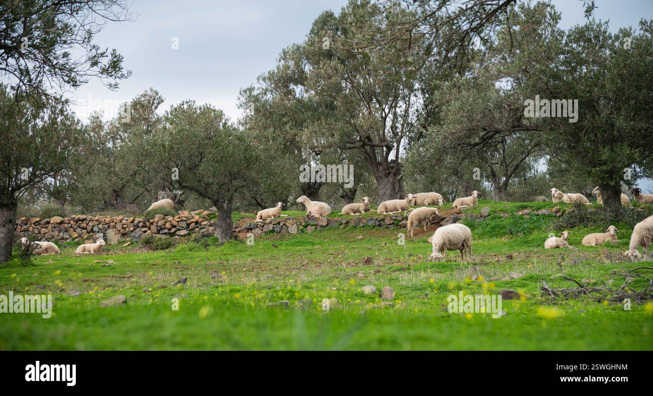 A flock of sheep resting on a lawn among olive trees Stock Photo - Alamy