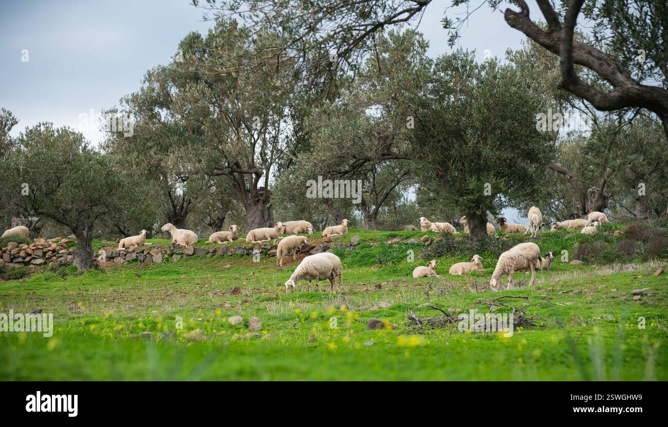 A flock of sheep resting on a lawn among olive trees Stock Photo - Alamy