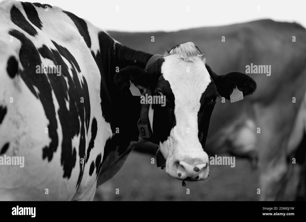 Cow is looking at camera. Close-up cows face. Dairy cattle at pasture ...