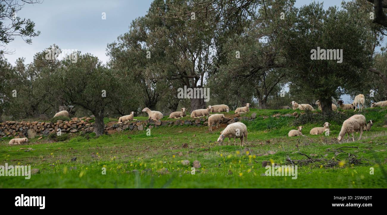 A flock of sheep resting on a lawn among olive trees Stock Photo - Alamy