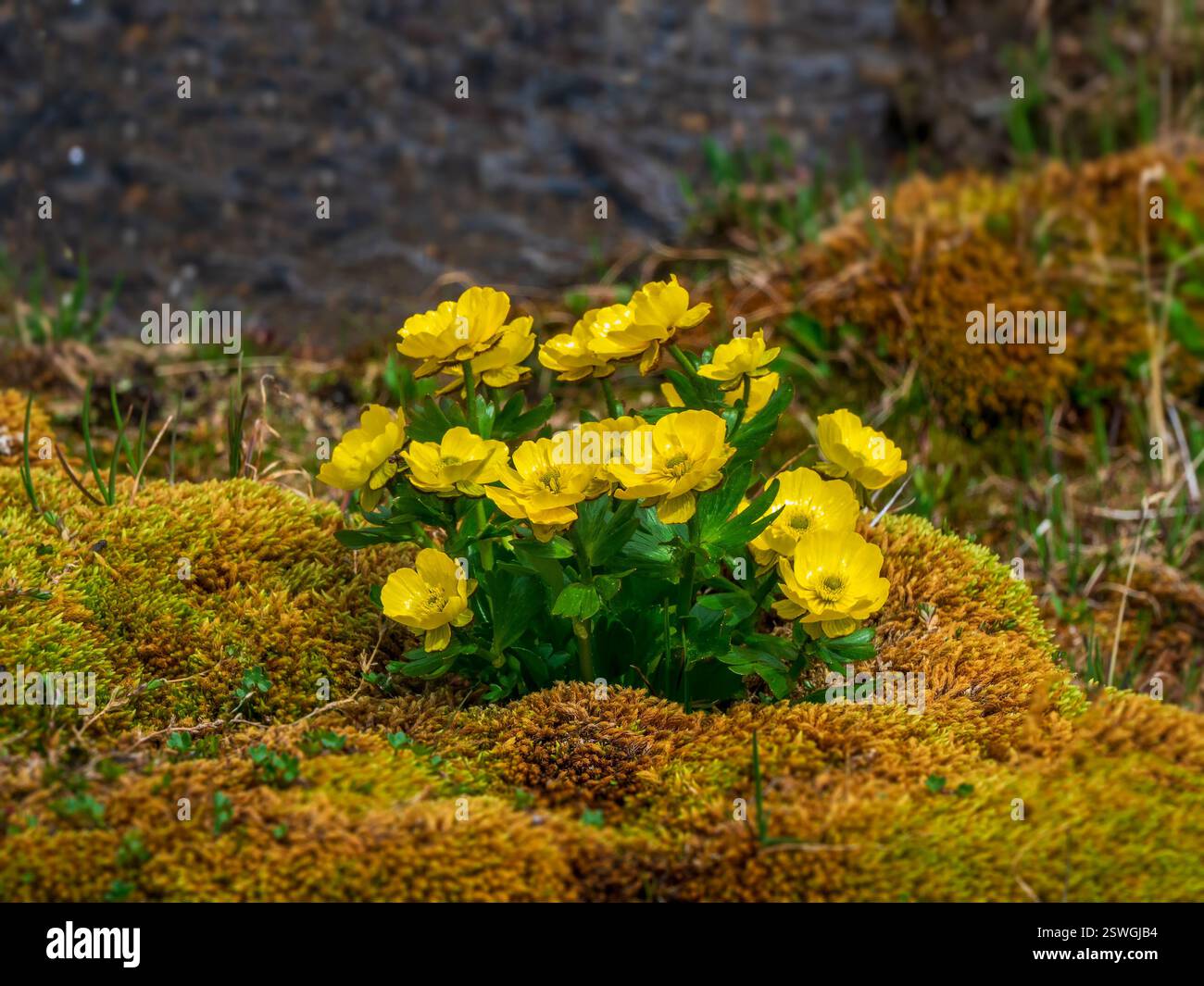 Bush of yellow flowers Ranunculus glacialis commonly known as glacier ...