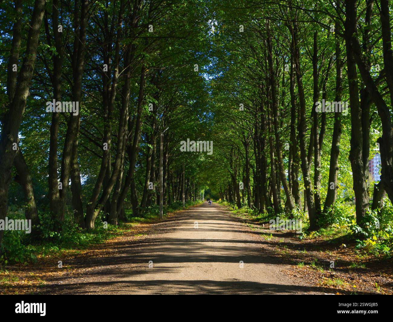 Summer shady alley. Rural landscape Stock Photo - Alamy