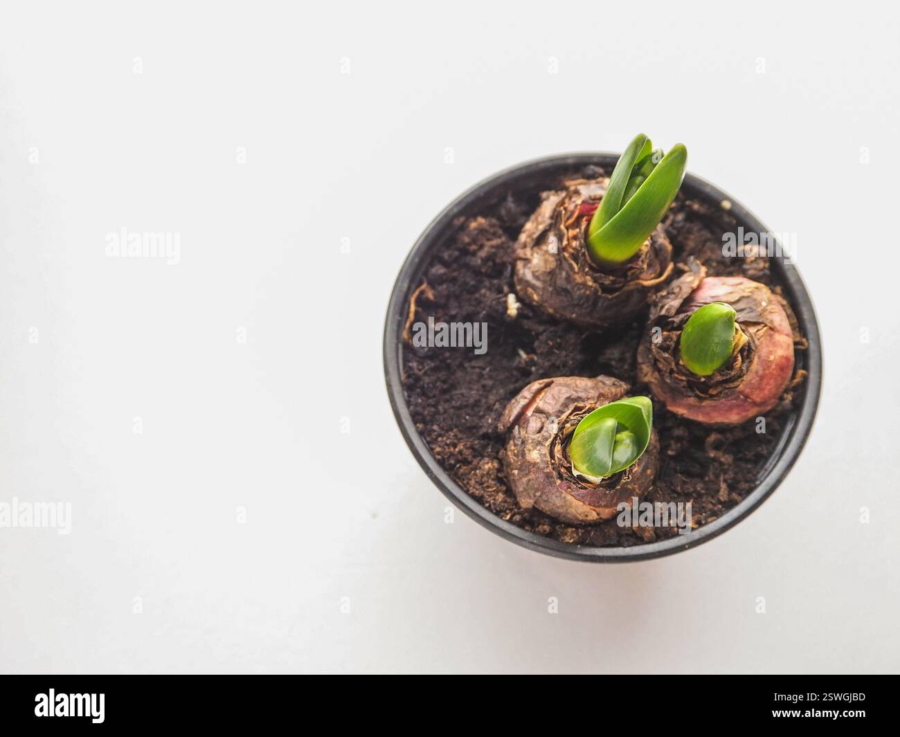 Young plant in hands. Planting bulbous plants Stock Photo - Alamy