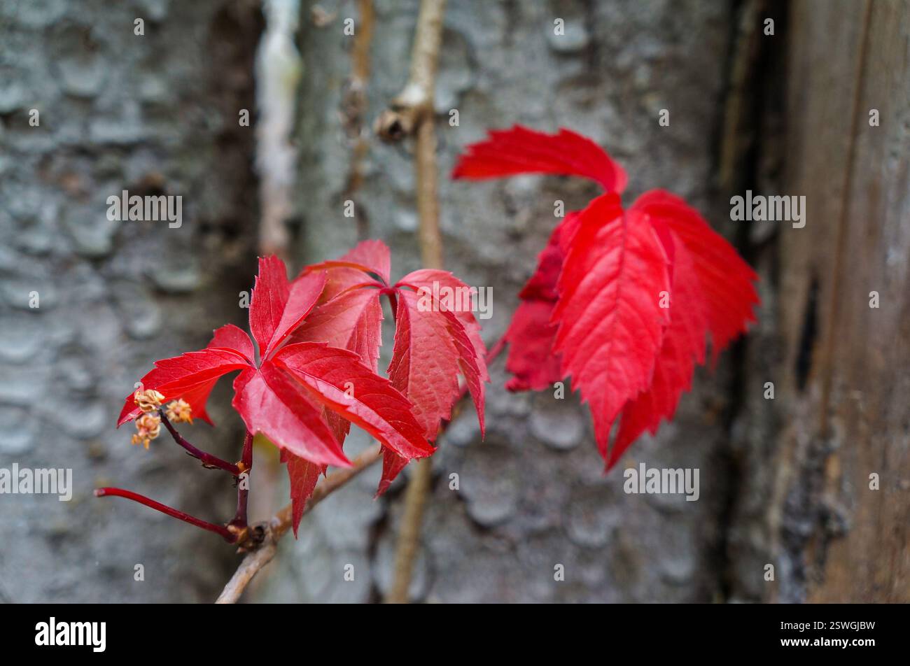 Red leaves of wild grapes in the fall. Natural minimalism. The cold ...