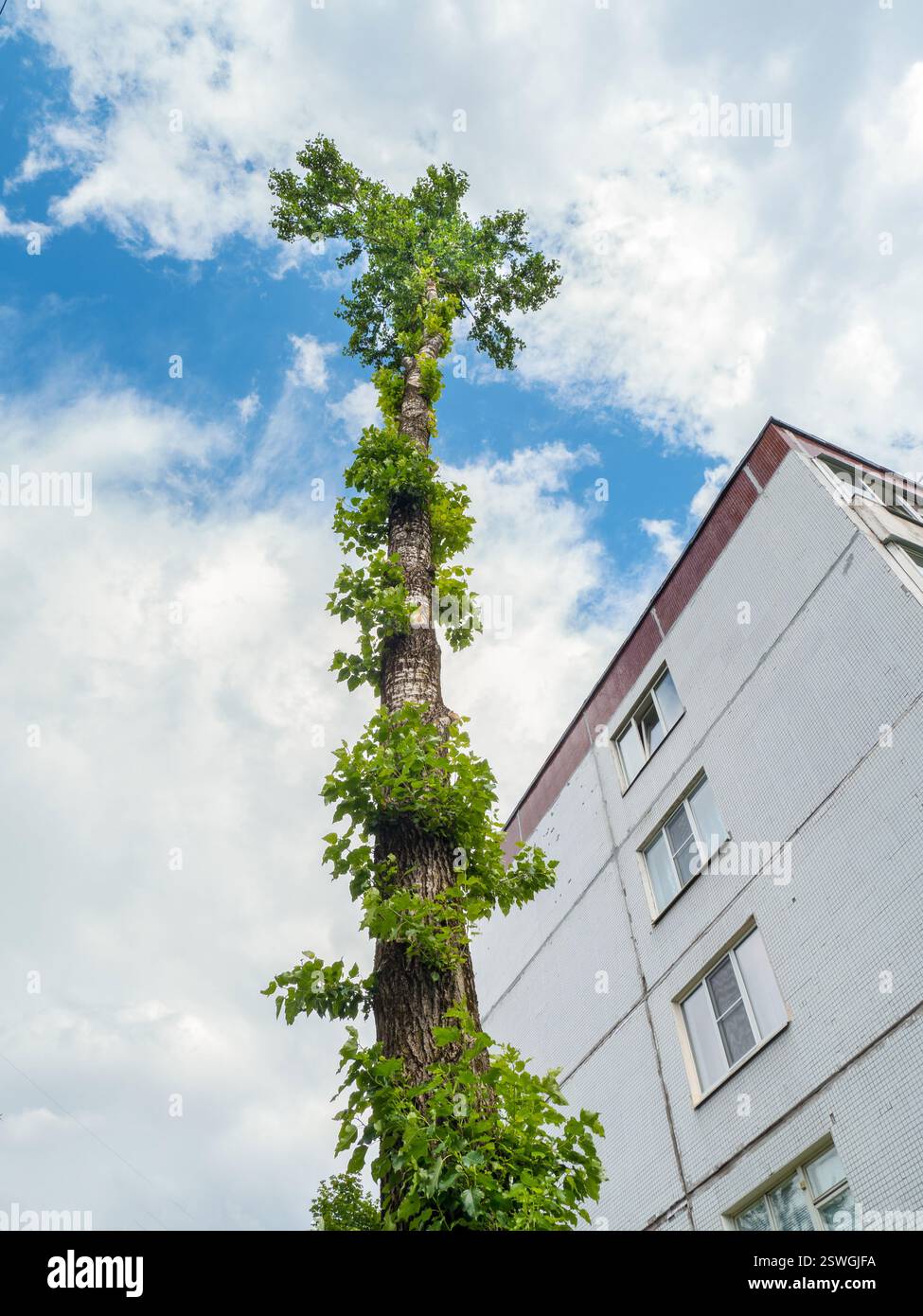 The felled trunk of a poplar in front of an apartment building. The ...