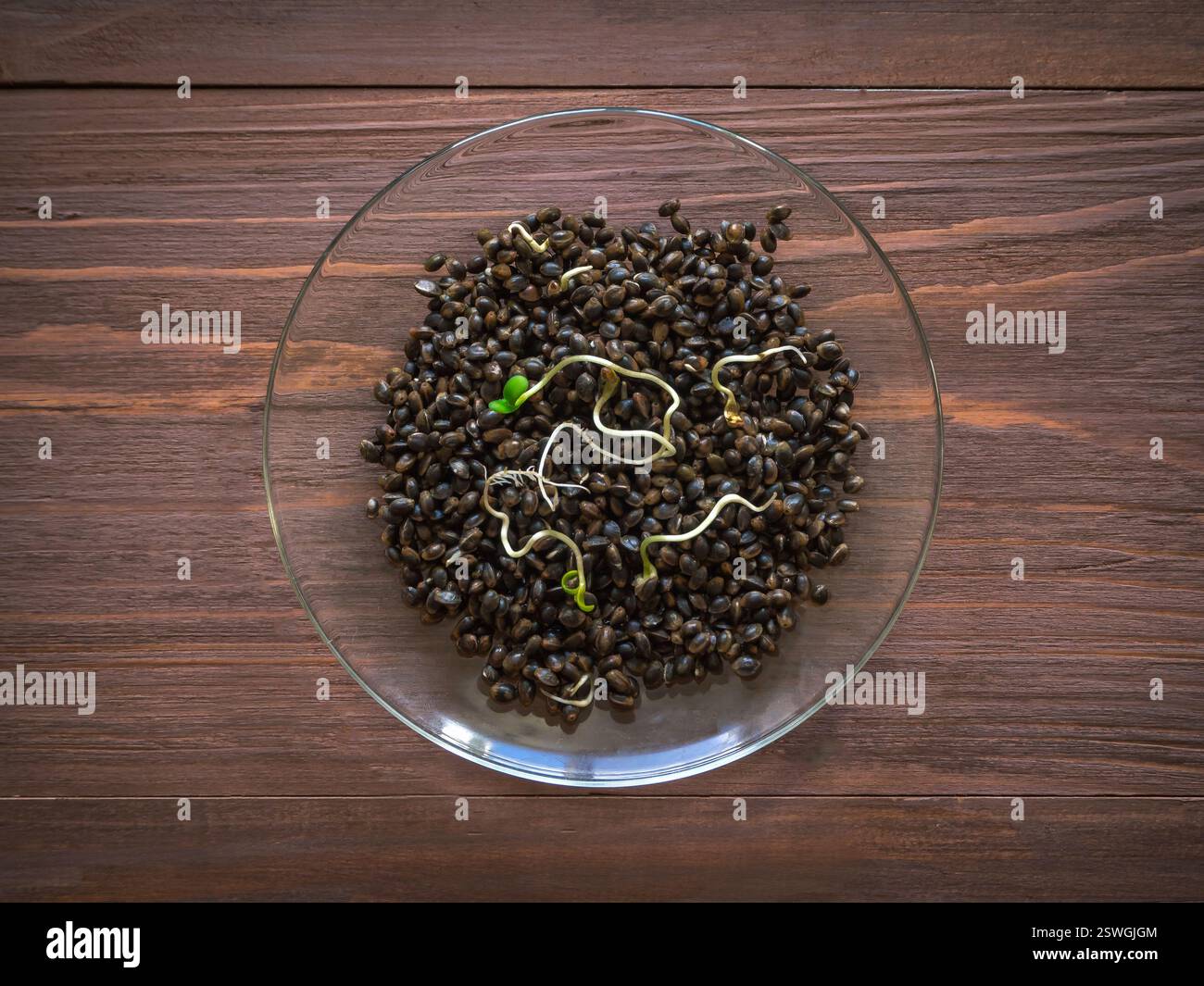 Superfood hemp seeds sprouted grains on wooden brown background hi-res ...