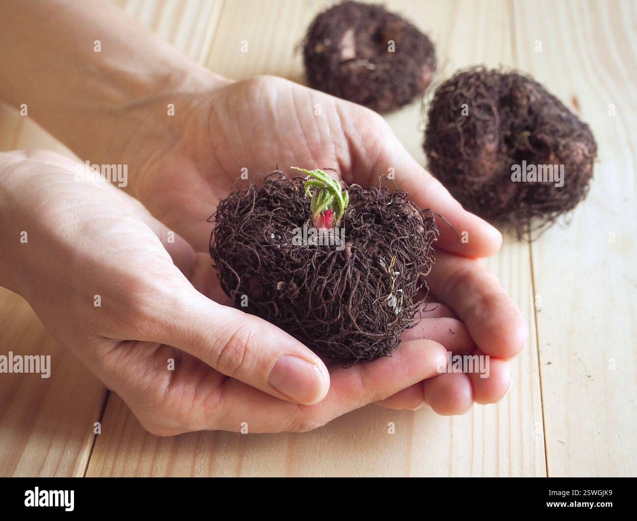 Sprouts on tubers in spring. Young plants of begonia. The cultivation ...