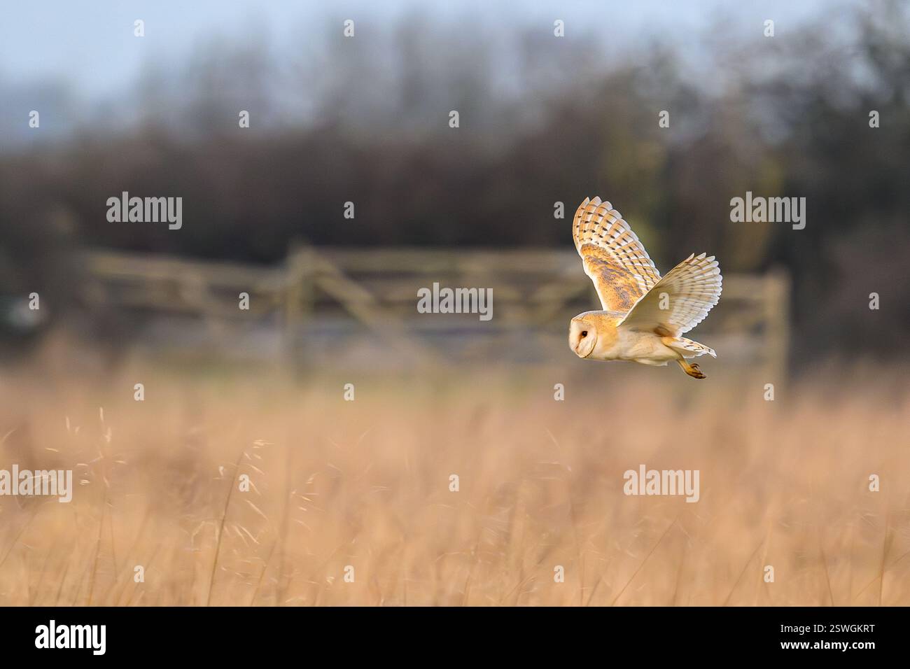 Barn owl Uk Stock Photo - Alamy