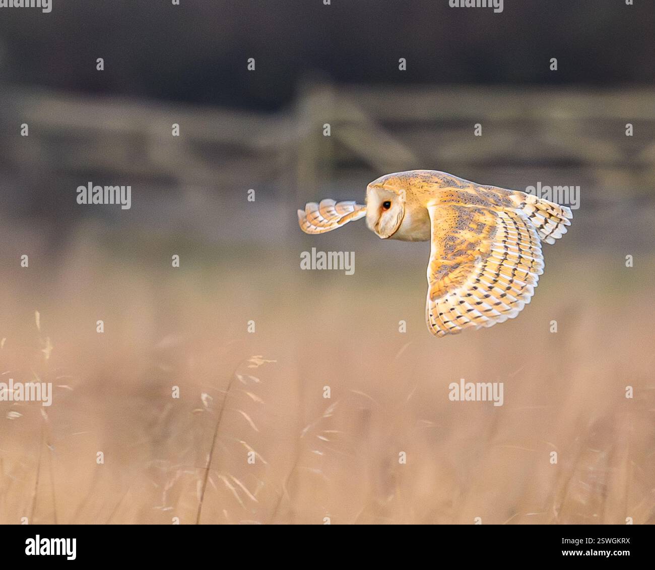 Barn owl Uk Stock Photo - Alamy