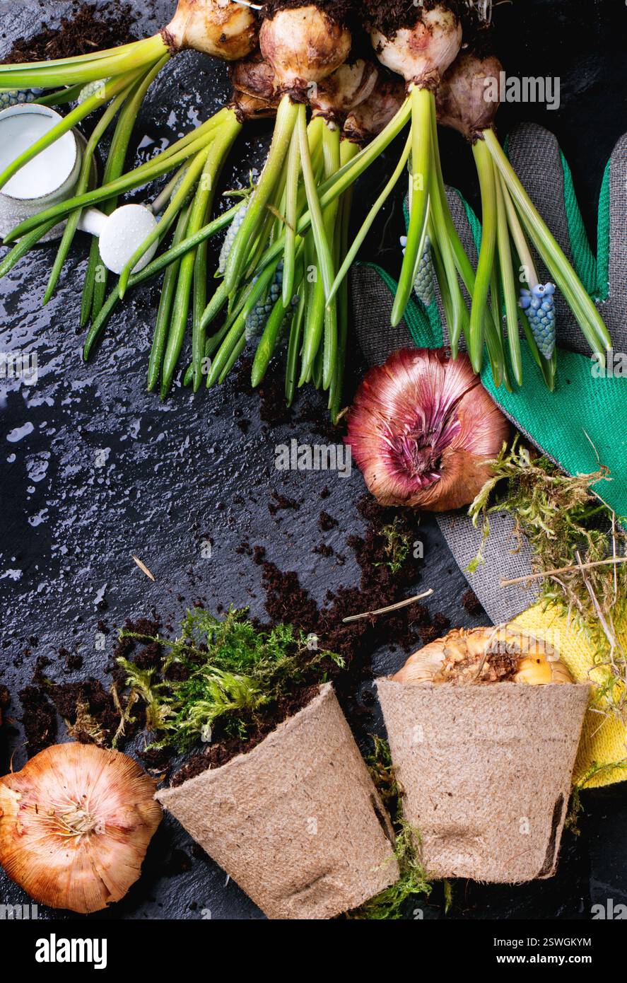 Flower bulbs top view hi-res stock photography and images - Alamy