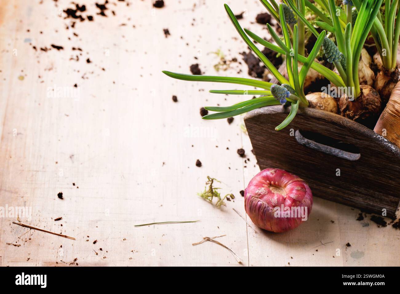 Garden flower bulbs and sprouts Stock Photo - Alamy