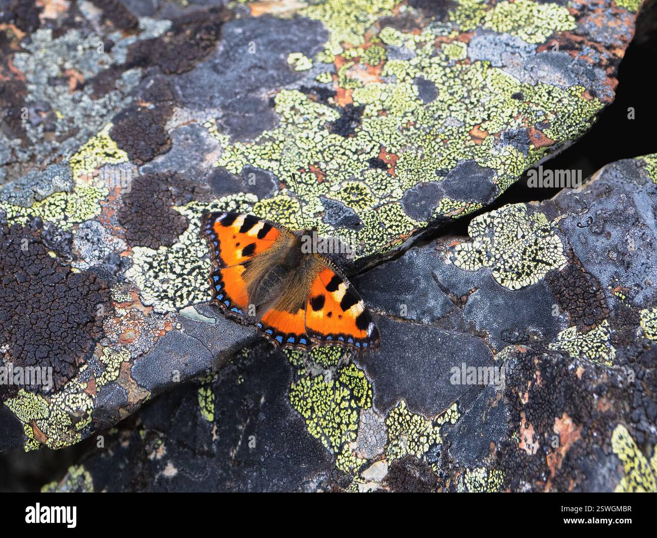 Bright imago Aglais urticae, Small Tortoiseshell butterfly on a mottled ...