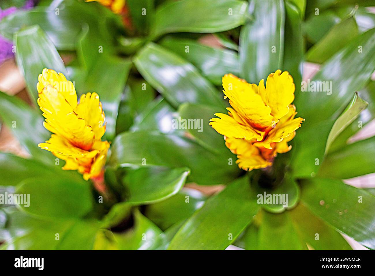 beautiful yellow Bromeliad flower. landscape design Stock Photo - Alamy