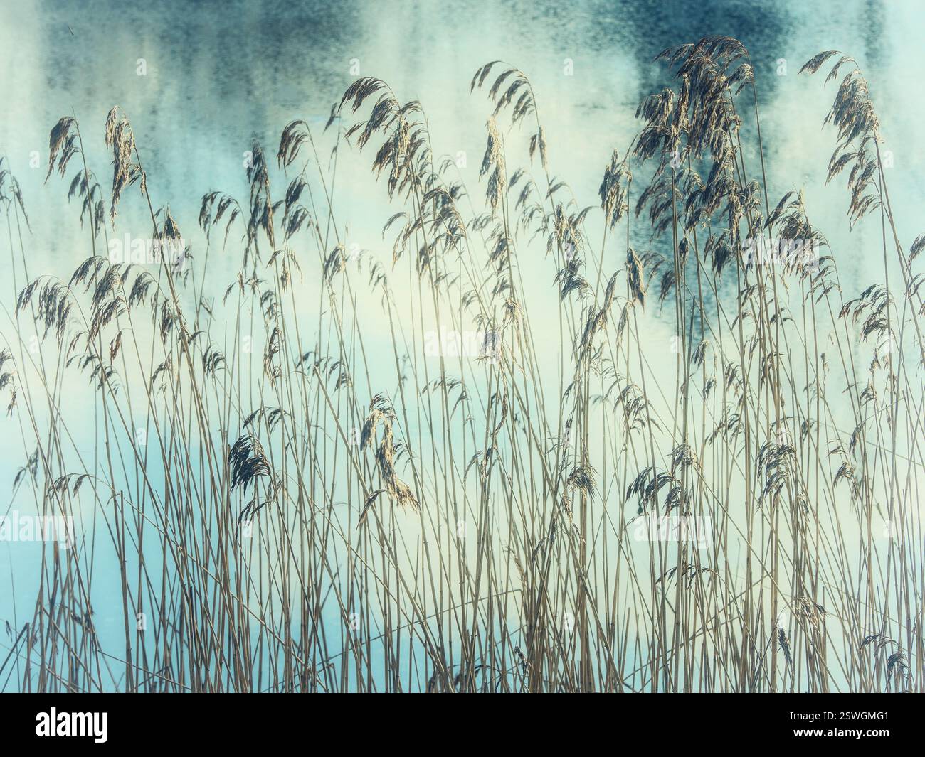 Colored natural background with coastal grass near the water. Toning ...