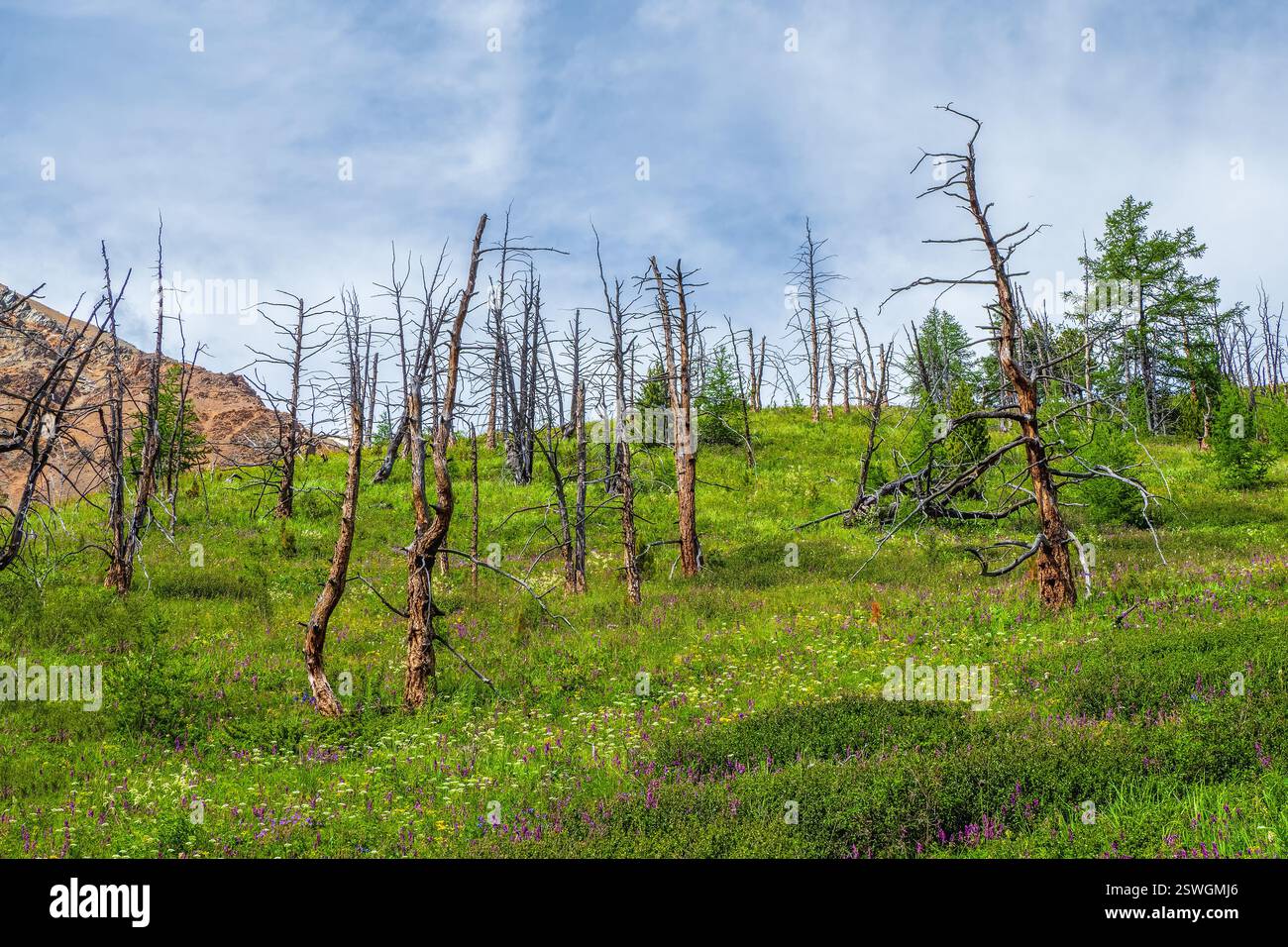 Dead forest in Altai Mountains during nice day clear blue sky with ...
