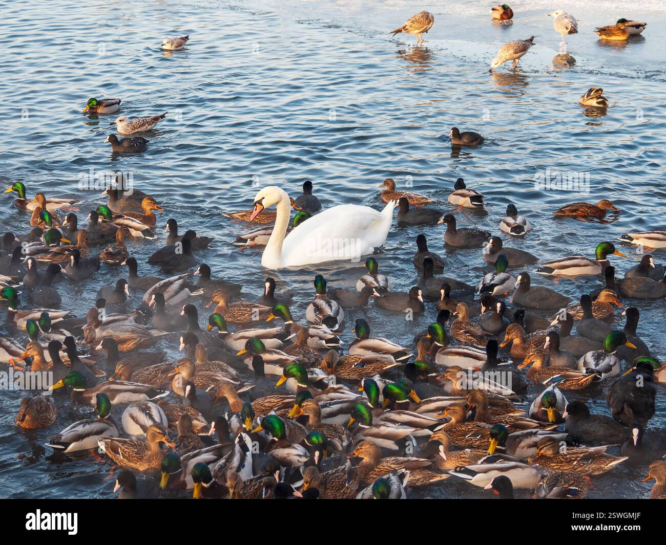 One white swan among many ducks on the pond. One among strangers is a ...