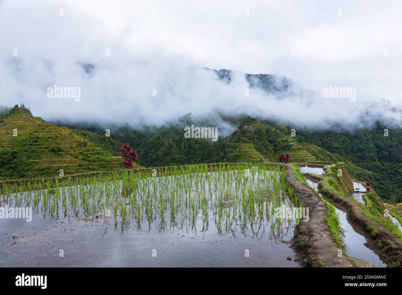 Terraced rice fields in Banaue in Cordilella, Philippines Stock Photo ...