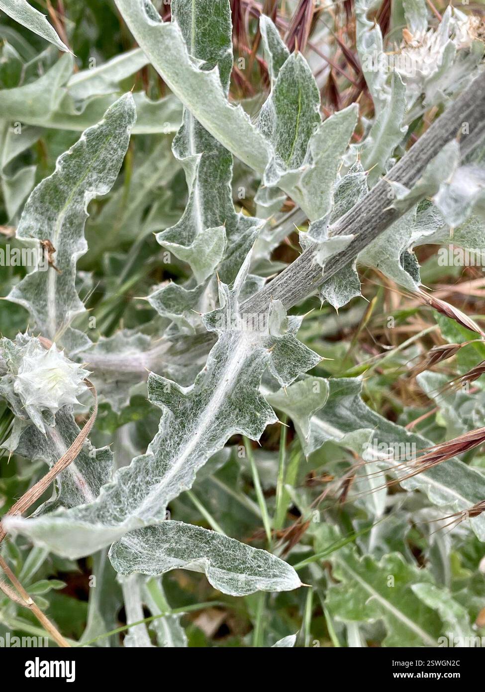 snowy thistle (Cirsium occidentale candidissimum), Plantae, Garrapata ...