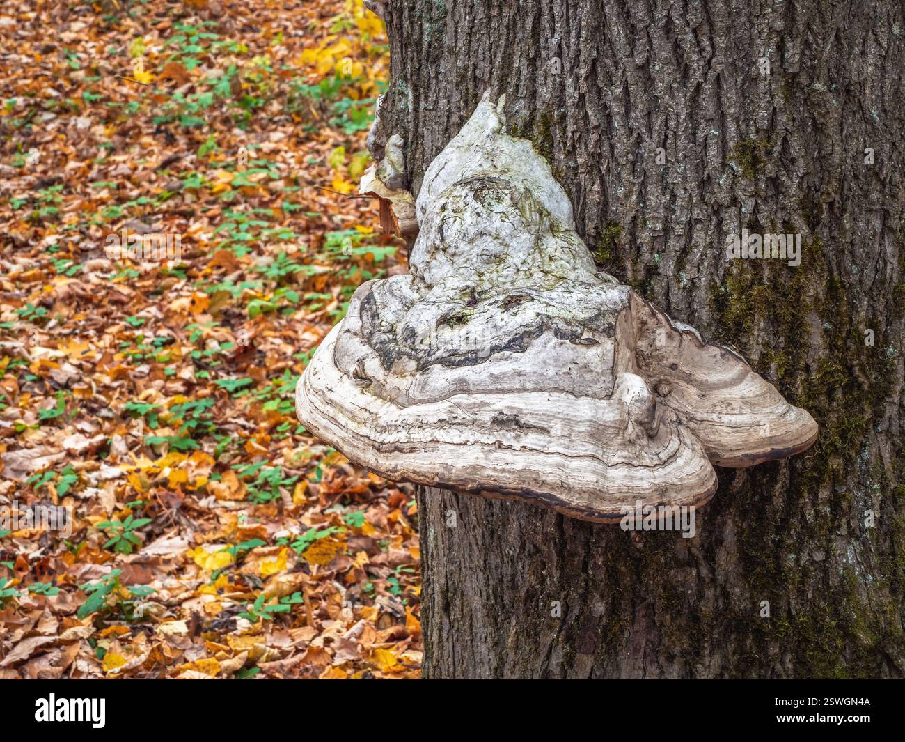 Polypenpilz hi-res stock photography and images - Alamy